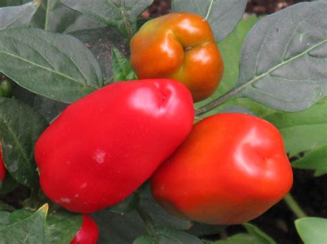 植物編のナス科のオオミトウガラシ