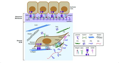 Extracellular Matrix Ecm And Ecm Receptors Schematic Download Scientific Diagram