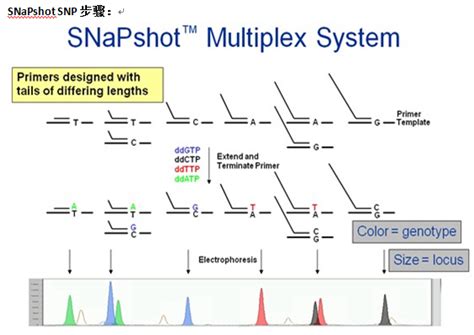 Snapshot法snp分型snp基因分型 基因组学相关服务 Genenode君诺德公司