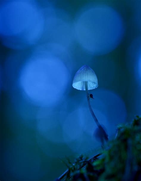 In The Forest R MacroPorn