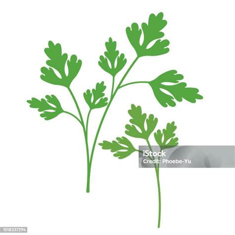 자연 유기농 야채 파 슬 리 건강 한 벡터 화려한 음식 야채 양념 재료 파슬리에 대한 스톡 벡터 아트 및 기타 이미지 파슬리 일러스트레이션 0명 Istock