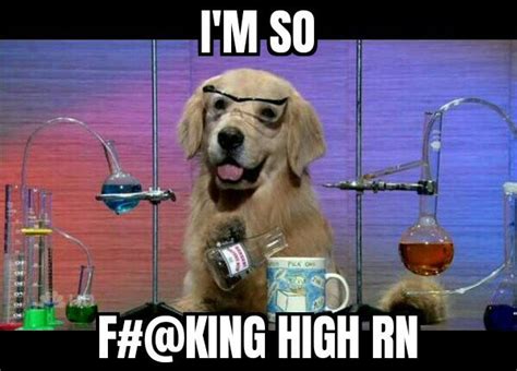 Sum Memes Dating Amino