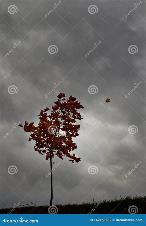 Maple In The Autumn Wind Stock Image Image Of Maple 142159639