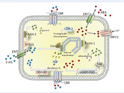 Figure 1 From The Role Of Sex Steroid Hormones Cytokines And The