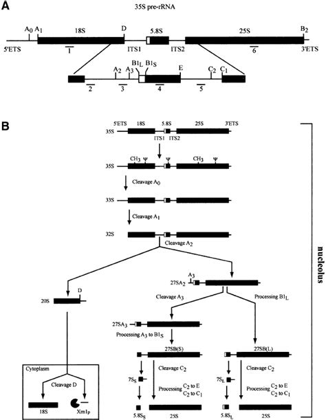 Pre Rrna Processing In S Cerevisiae A Structure Of The 35s Download Scientific Diagram