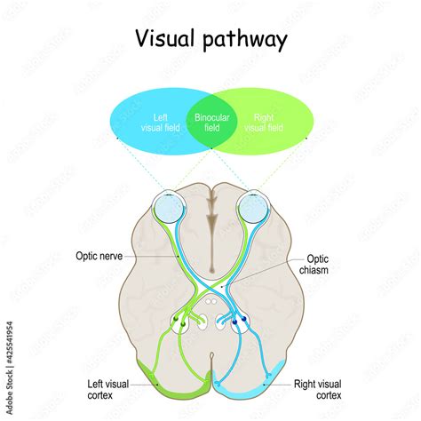 Visual Cortex