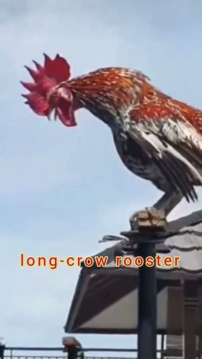 Amazing Long Crow Rooster Youtube