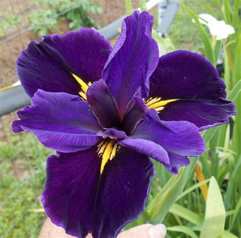 Iris Louisiana ‘full Eclipse Kiefer Nursery Trees Shrubs Perennials