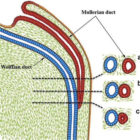 Diagrammatic Representation Of The Caudal Growth Of The Müllerian Duct