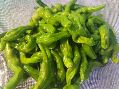 꽈리고추조림 만드는 방법 꽈리고추요리 레시피