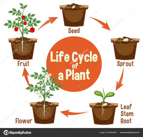 Life Cycle Plant Diagram Illustration Stock Vector Image By ©brgfx 625934220