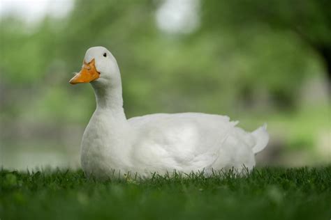 Pekin Duck Complete Breed Guide Raising Ducks