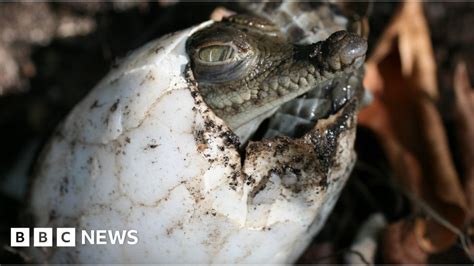 Crocodile Found To Have Made Herself Pregnant Roddlyterrifying