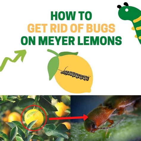 Get Rid Of Meyer Lemon Tree Pests Whats Eating My Leaves Bugwiz