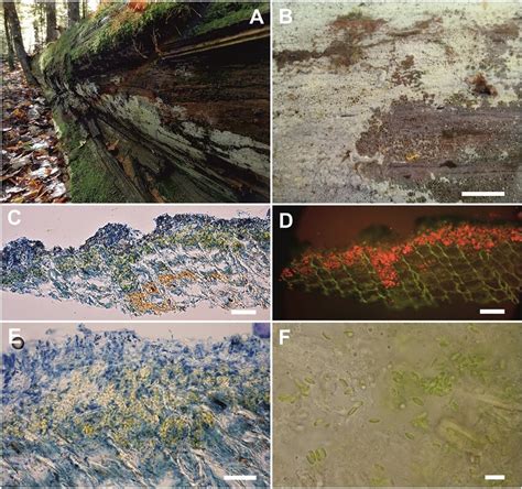 Association Of Skvortzovia Furfuracea And Coccomyxa Gps 48 6679583n Download Scientific