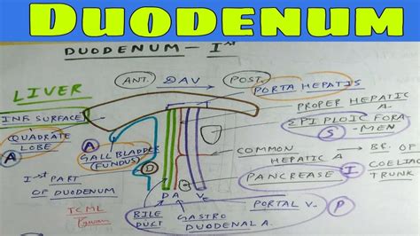 Duodenum Parts