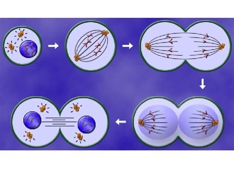 THE CELL CYCLE Mitosis SEXUAL REPRODUCTION Sexual Reproduction