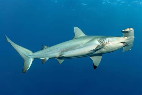 A Hammerhead Shark Glides Through The Deep Blue Ocean Its Sleek Body