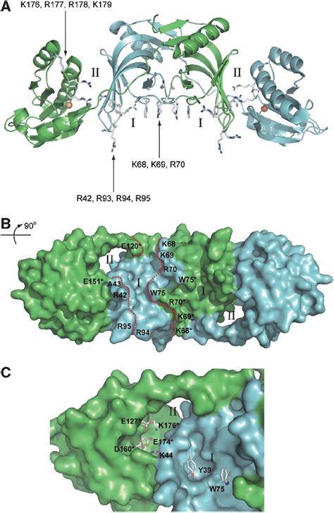 The Ssdna Binding Sites A Two Different Ssdna Binding Sites Site I Download Scientific