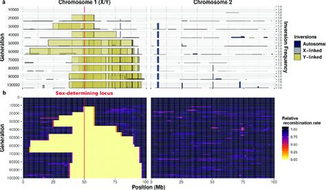 Successive Accumulation Of Inversions Around A Male Determining Allele