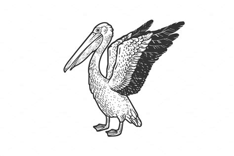 Pelican Bird Sketch Vector Masterbundles