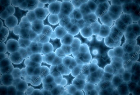 Microscopic Human Cells Stock Image F0178100 Science Photo Library