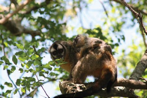 Bentleyottmann Algorithm Semantic Scholar