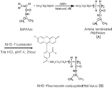 Synthesis Of Amine Terminated Pnipaam A And Nhs Fluorescein