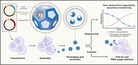 Rna “couriers” Enabling Synthetic Cell To Cell Communication In Human Cells Cell