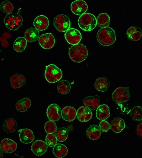 Hla Pan Mhc Ii Recombinant Monoclonal Antibody Hla Pan 2967r Rbm1