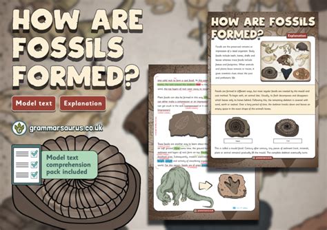 Year 3 Model Text Explanation How Are Fossils Formed Grammarsaurus