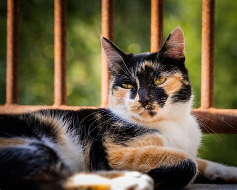 Chat Calico