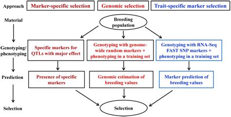 Using RNA Seq To Develop Function Associated Specific Trait FAST SNP