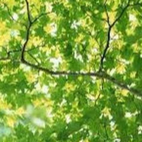 Ruby Anderson Youtube