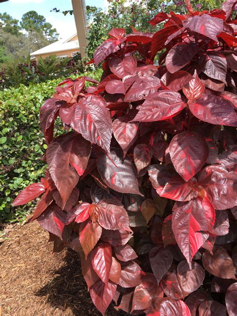 Copper Plant Plants Garden Plantation