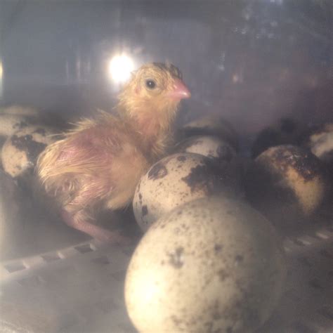 Coturnix Quail Hatching And Rearing — Brimwood Farm