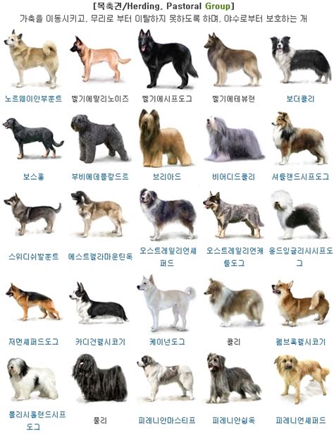 아만다 사이프리드의 강아지 핀 오스트레일리언 셰퍼드 오스트레일리안 세퍼트 네이버 블로그