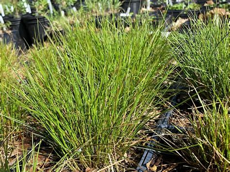 Juncus Tenuis Path Rush