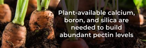 What Is Pectin In Plants And How To Improve It