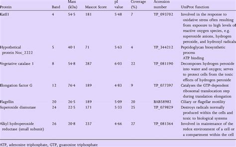 Bacillus Oleronius Protein Bands Identified By Lc ⁄ Ms Download Table