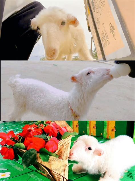 种地吧 堆糖，美图壁纸兴趣社区