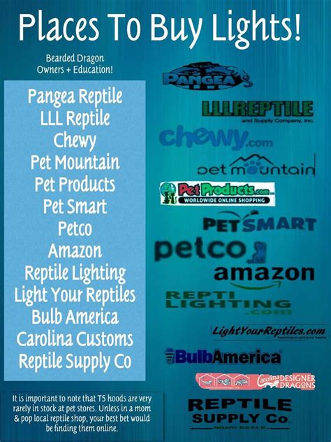 Bearded Dragon Care Guide