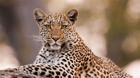 Assam Forest Advisory After Sighting Of Leopard In Dibrugarh