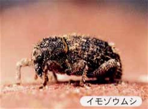 侵入を警戒する特別な病害虫 こうち農業ネット