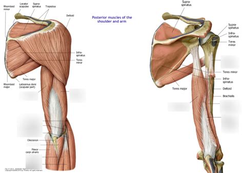 Diagram Of Posterior Muscles Of Arm And Extensor Compartment Quizlet