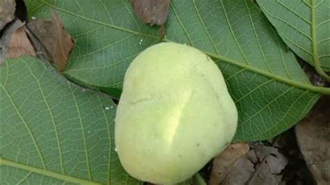 আমাদের গ্রামের বাড়ির গাছের মজার সব ফল গাছ থেকে আজ আমরা ফল পাড়বো Youtube