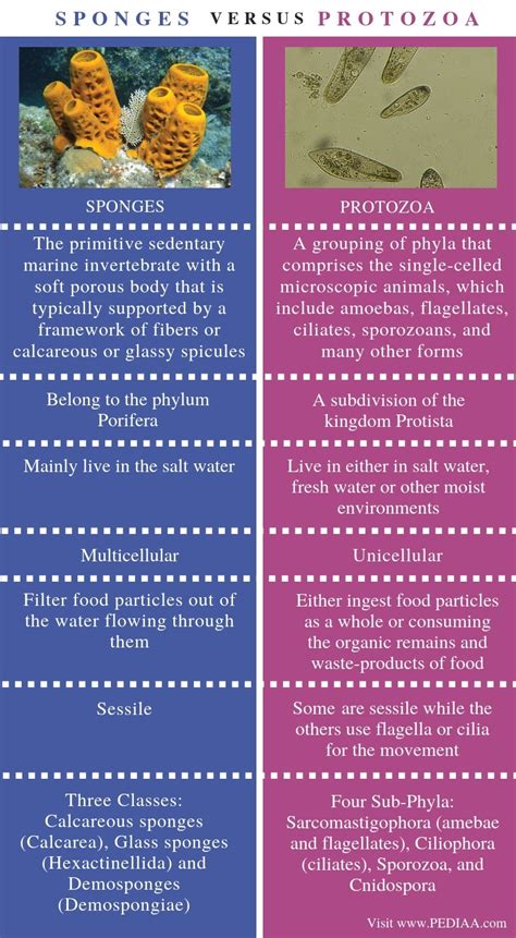 What Is The Difference Between Sponges And Protozoa Pediaa Com