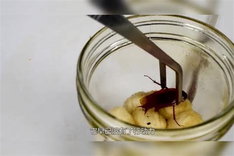 蟑螂的生命力有多顽强？将蟑螂放进真空箱中测试，睁大眼看清楚！测试蟑螂真空