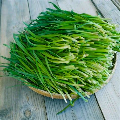 Garlic Chives Allium Tuberosum Plant Lalit Enterprise
