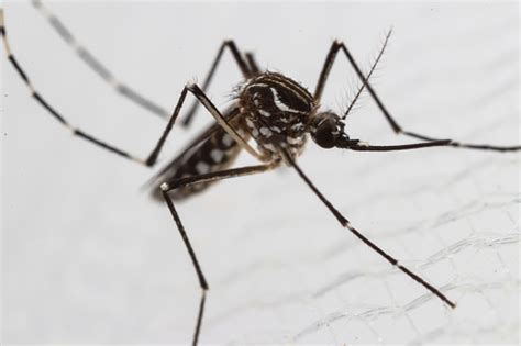 흰 철사 그물 모기에 Aedes A이집트 티 또는 노란 발열 모기 매크로는 다리에 표시 하 고 흉부의 상부 표면에 Lyre의 형태로 표시를 닫습니다 모기에 대한 스톡 사진